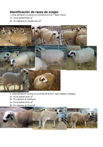 Identificación de razas de ovejas .pdf