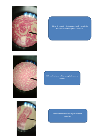 practica bch 1 tejidos.pdf