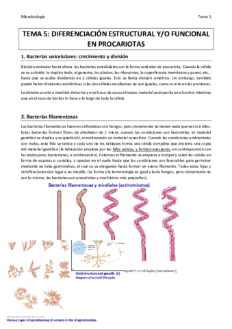 TEMA 5 MICRO final.pdf