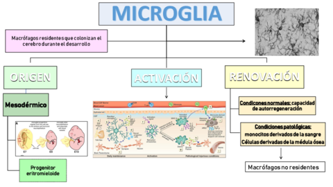 microglia_AC_ 1.pdf