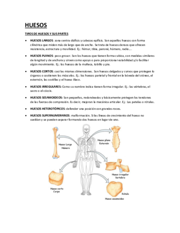 HUESOS.pdf