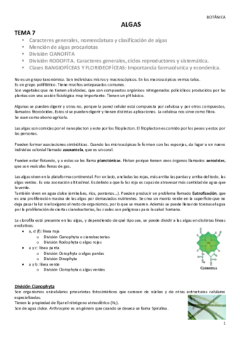 bloque de algas.pdf
