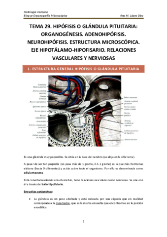 TEMA 28. SISTEMA ENDOCRINO. GENERALIDADES. EPÍFISIS O GLÁNDULA PINEAL ...