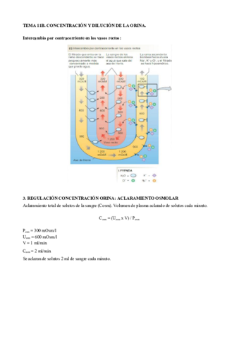 T11B. Concentración y dilución orina.pdf