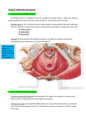 Tema 6. Músculos del periné.pdf