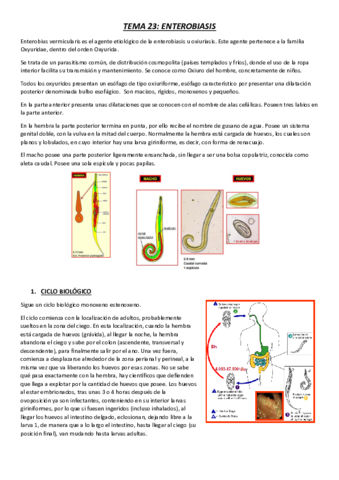 TEMA 23.pdf