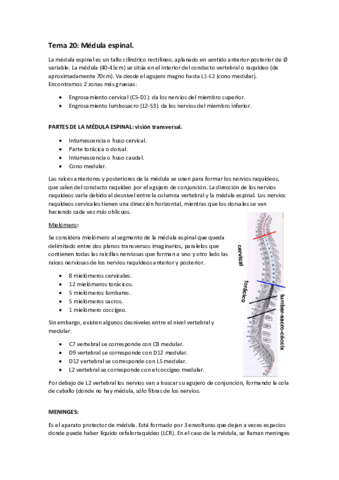 Tema 20- médula espinal.pdf