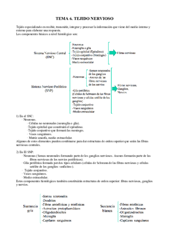 Tema 6 AP Tejido nervioso.pdf