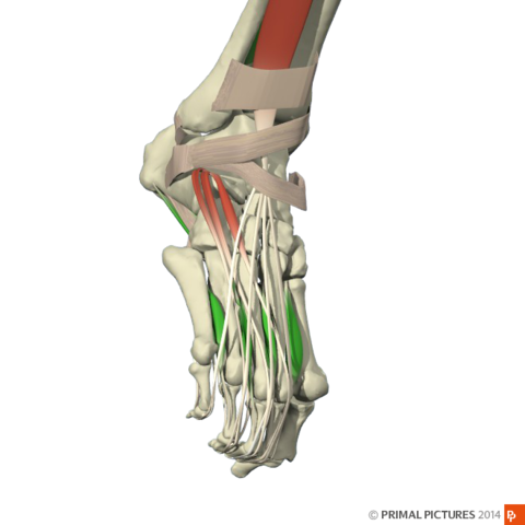 Flexionextension-of-the-MTP-joints-I.png