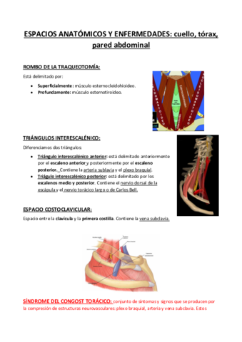 Espacios-anatomicos-cuello-torax-y-pared-abd.pdf