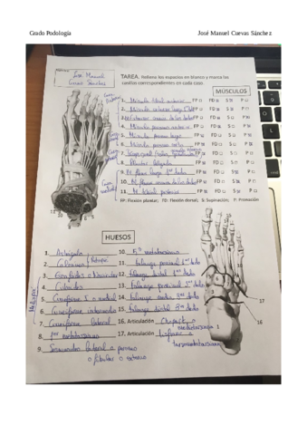 ficha-de-fundamentos-de-musculos-y-huesos-del-pie.pdf