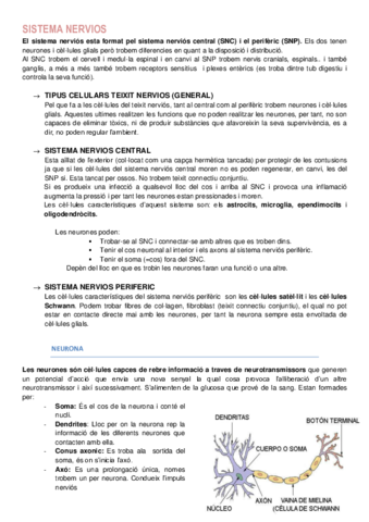 sistema-nervios.pdf