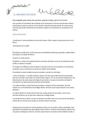 Miembro-inferior-y-tronco.pdf