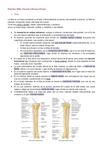 Tibia-perone-y-huesos-pie.pdf