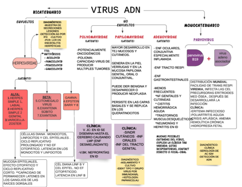 VIRUS-ADN.pdf