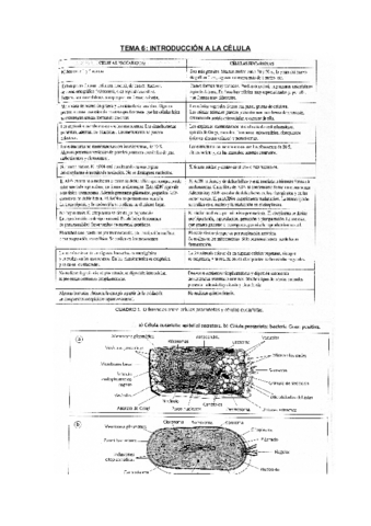 Esquema Celula Pdf