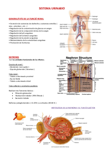 Fisiologia-9-Sistema-Urinario.pdf