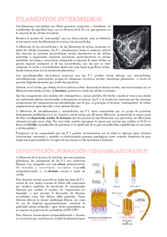 Filamentos-intermedios.pdf