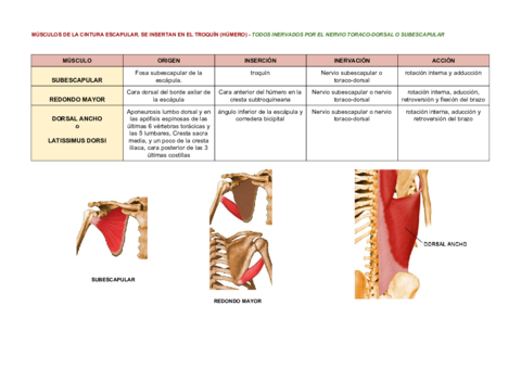 Musculos-que-se-insertan-en-el-troquin.pdf