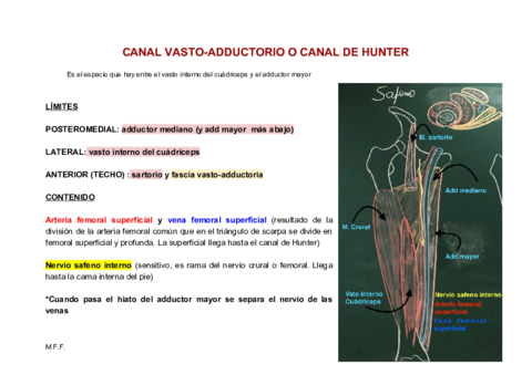 CANAL-VASTO-ADDUCTORIO-O-CANAL-DE-HUNTER.pdf