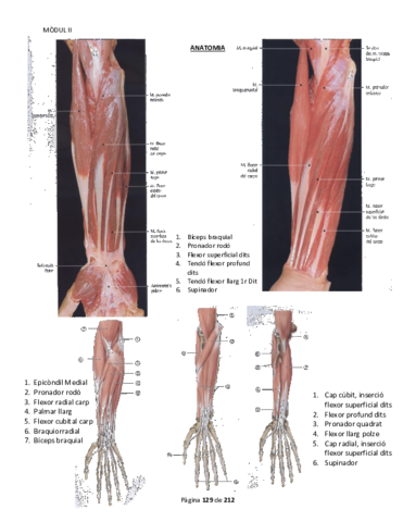 Anatomia M2 Part 4.pdf
