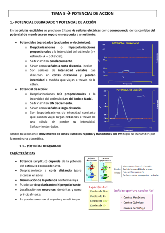 TEMA-5-potencial-de-accion.pdf