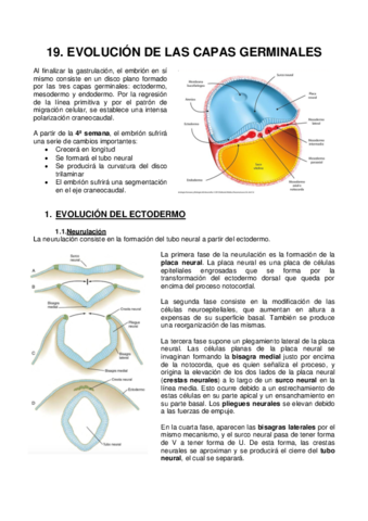 19 EVOLUCIÓN DE LAS CAPAS GERMINALES