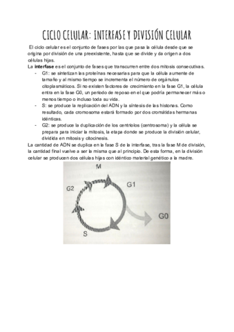 CICLO-CELULAR-INTERFASE-Y-DIVISION-CELULAR.pdf