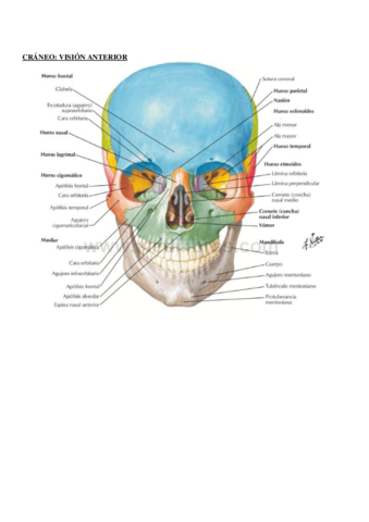 2-Craneo.pdf