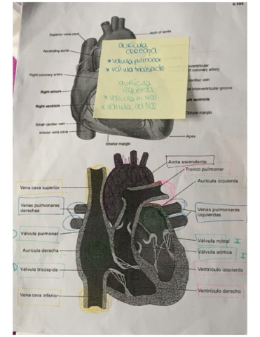 Lamina-corazon-anato.pdf