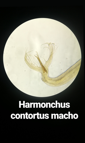 Haemonchus-contortus-macho.jpg