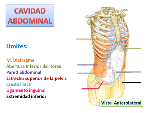 Cavidad-Abdominal.pdf