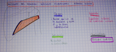 REDONDO-MENOR.png