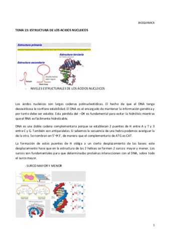 TEMA 15 ESTRUCTURA DE LOS ACIDOS NUCLEICOS.pdf