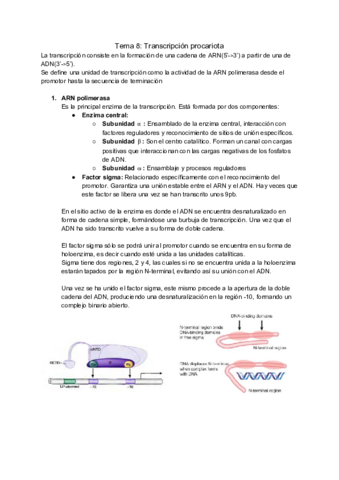 Tema-8-Transcripcion-procariota.pdf