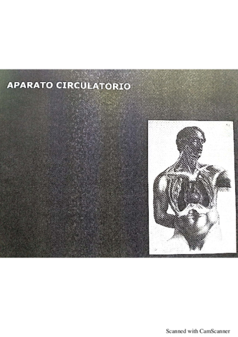 Aparato-Circulatorio.pdf