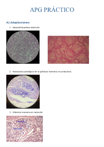 APG-PRACTICO.pdf