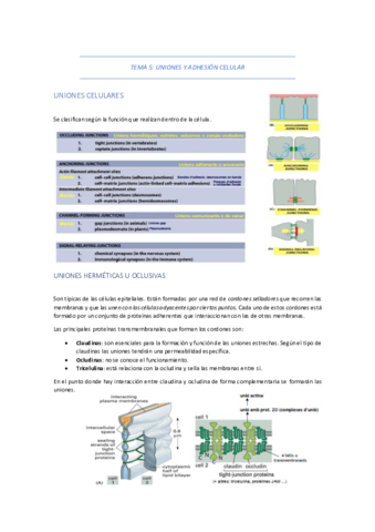 TEMA-5-UNIONES-Y-ADHESION-CELULAR.pdf