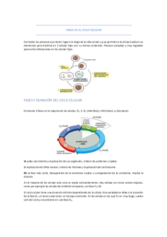 TEMA-19-EL-CICLO-CELULAR.pdf