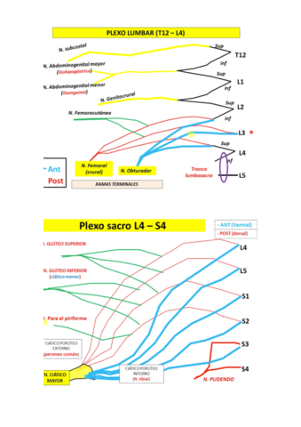 esquemas-plexo.pdf