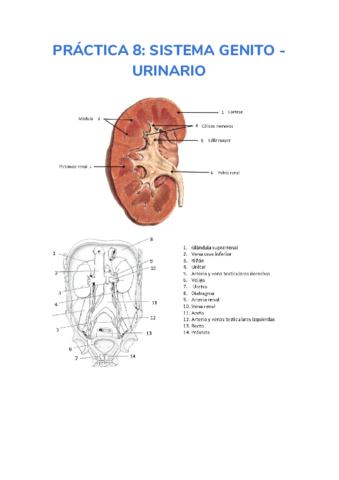 PRACTICA-8-SISTEMA-GENITO-URINARIO.pdf