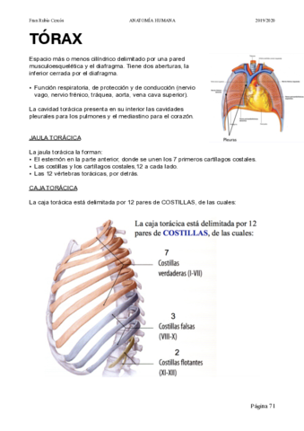 Torax-Anatomia-FRC-.pdf