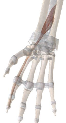 EXTENSOR-DEL-DEDO-INDICE.jpg