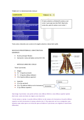 T10-11-ANATOMIA-FUNCIONAL.pdf