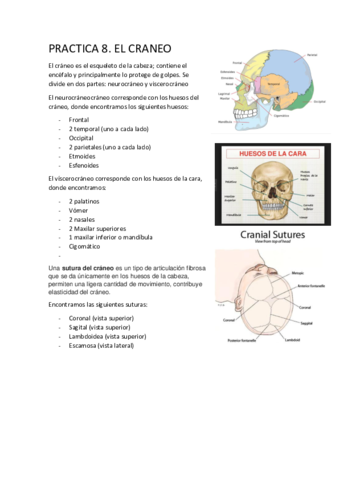P8-EL-CRANEO.pdf