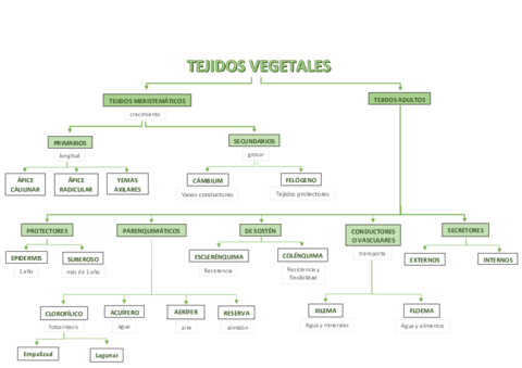 Esquema-Tejidos-Vegetales.pdf