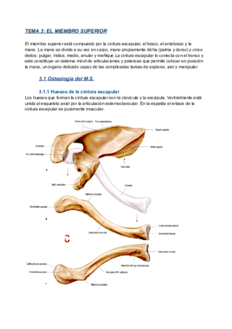 TEMA-3-ANATOMIA.pdf