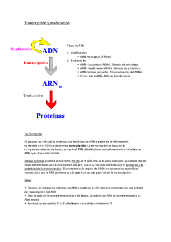 Transcripción y maduración.pdf