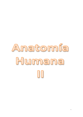 Anatomía humana II completo.pdf