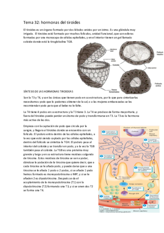 tema-32-endocrino-fisio-IV.pdf